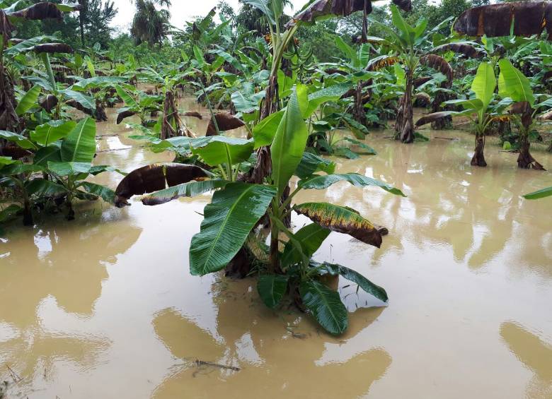 Fuertes lluvias dejan hectáreas de bananeras inundadas