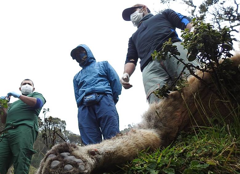 En Tolima hallan muerta un puma joven
