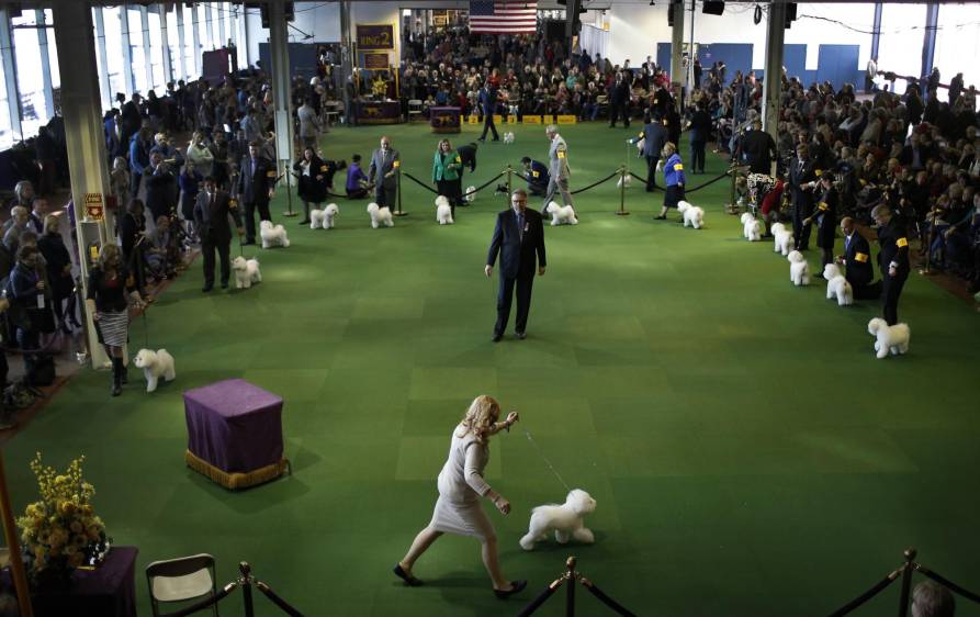Vea los participantes de la anual exposición canina Westminster Kennel Club