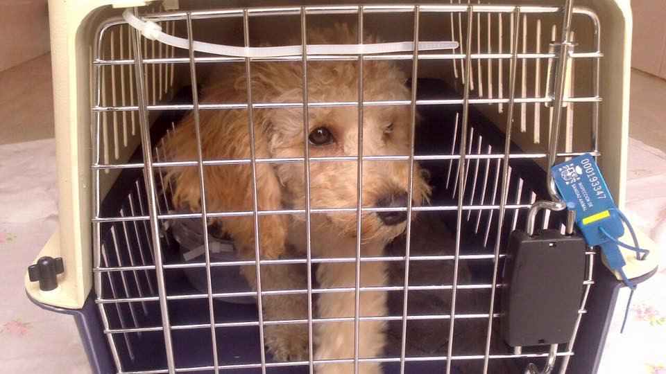 Buddy, el perro retenido en aeropuerto que movió las redes