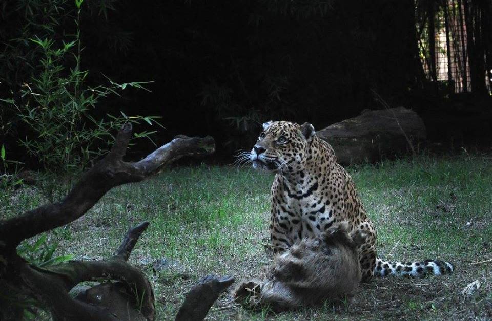 Zoológico de Buenos Aires cierra para convertirse en un ecoparque