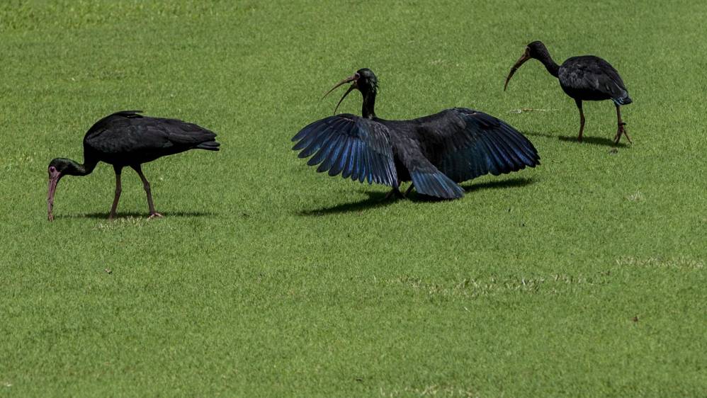 Una isla para las aves de Medellín