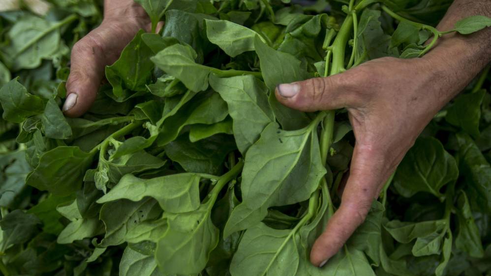 Las manos que nos alimentan