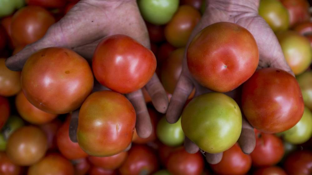 Las manos que nos alimentan